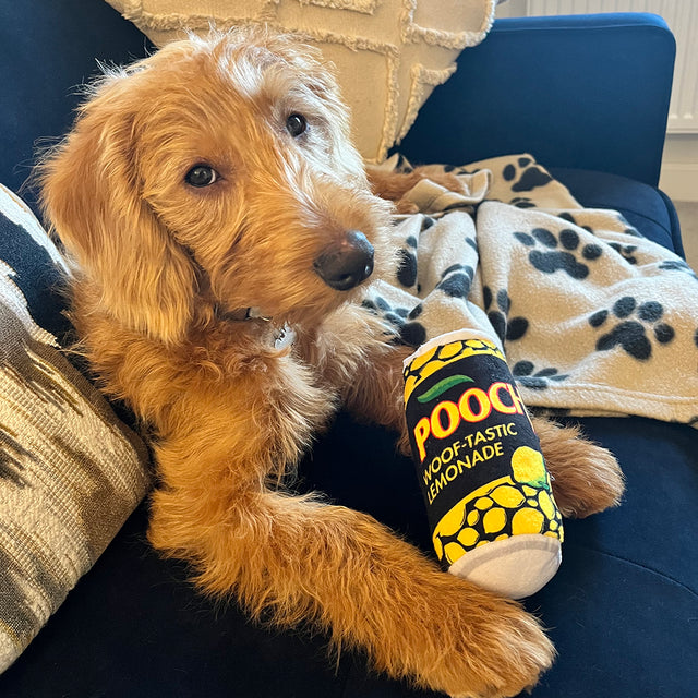 Hooch Dog Toy | Squeaky Pooch Can | Funny Dog Toy – Good Time In